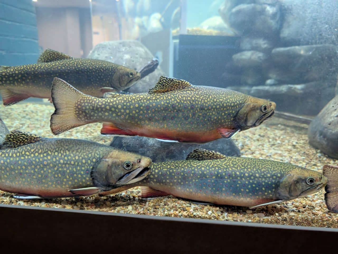 Live animal center reopens at Springfield Science Museum with new ...