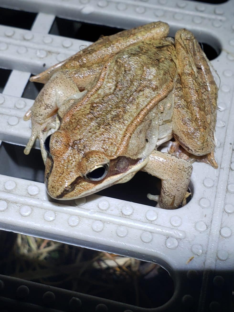 Northampton issues spring amphibian migration notice - The Reminder